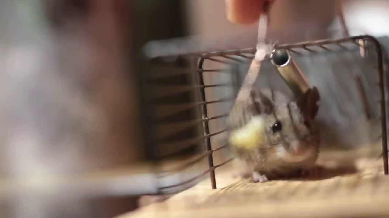 Stupid mouse - YouTube