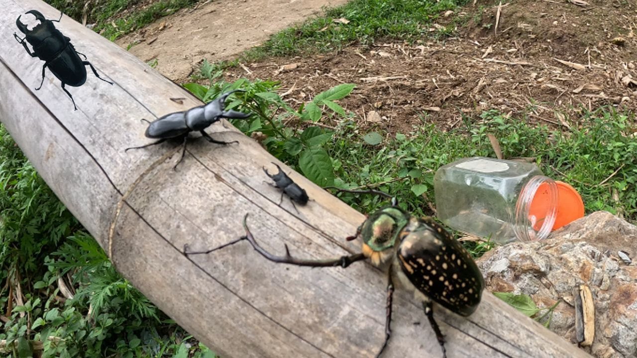 Beetle season has arrived Hunting for super beautiful beetles - YouTube
