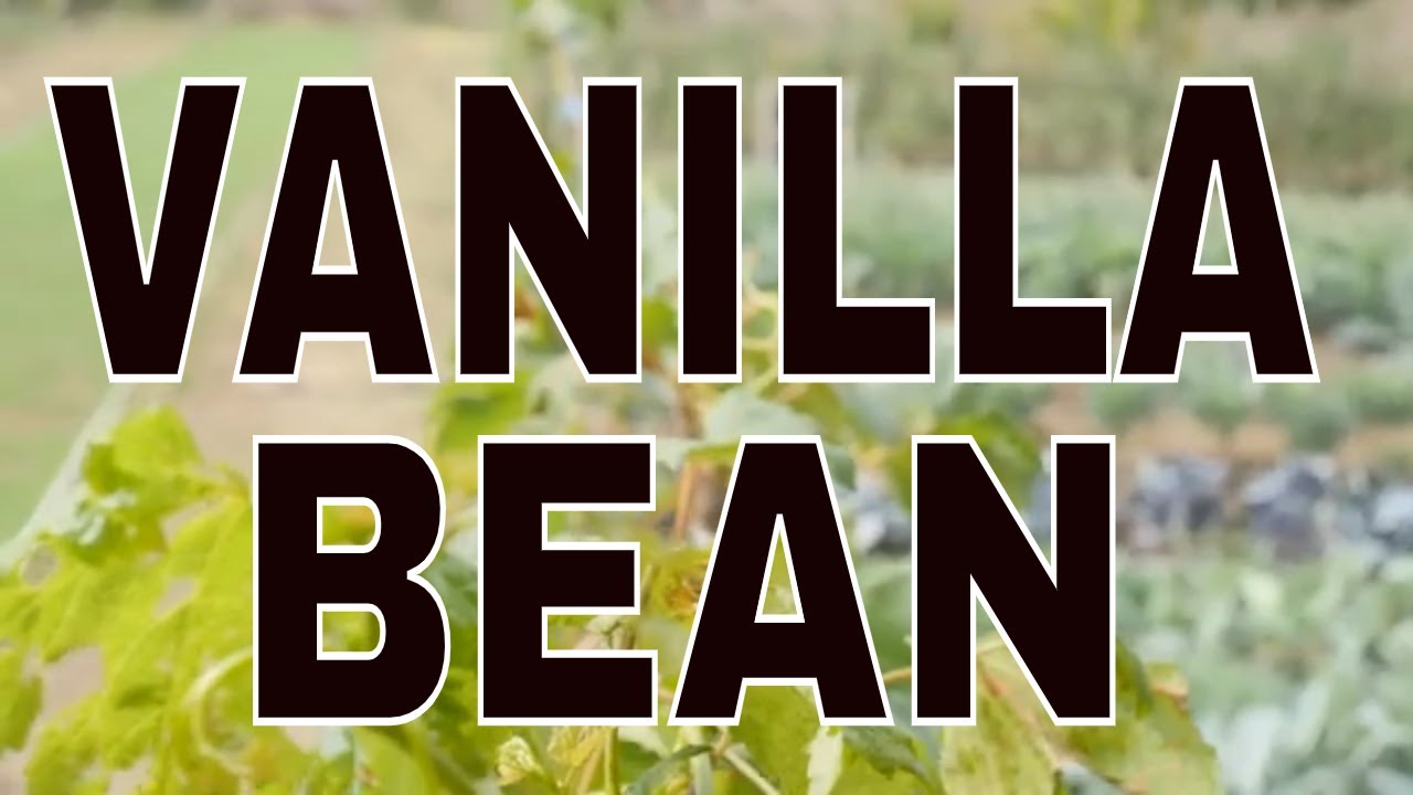 VANILLA BEAN - YouTube