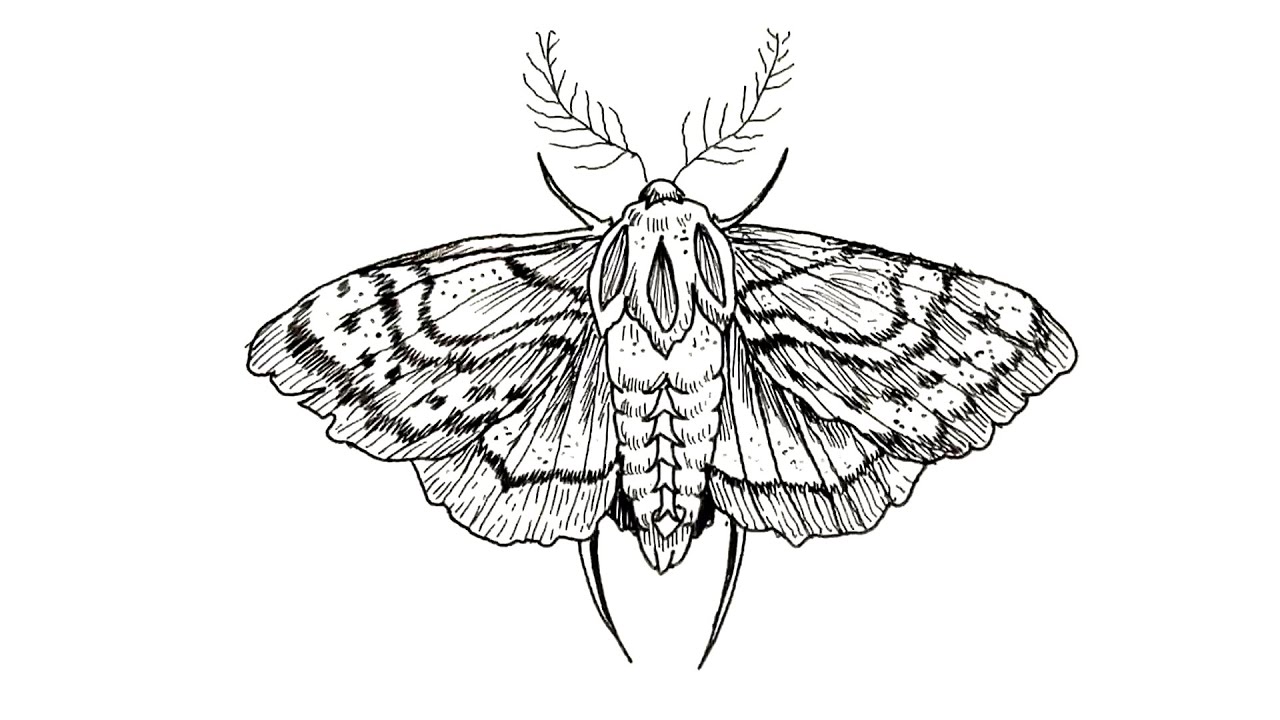 Moth Drawing Simple