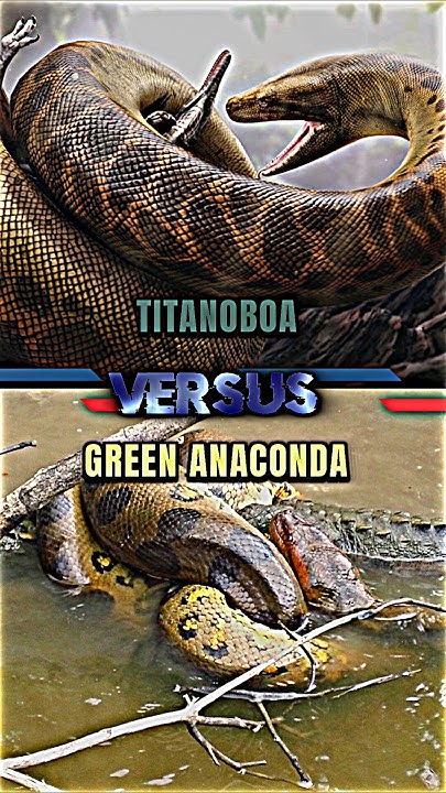 Titanoboa VS Green Anaconda #snake #anaconda #titanoboa #prehistoric # ...