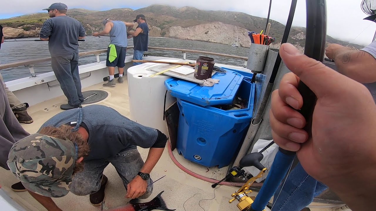 Sea Jay Charter Big Sheepshead - YouTube