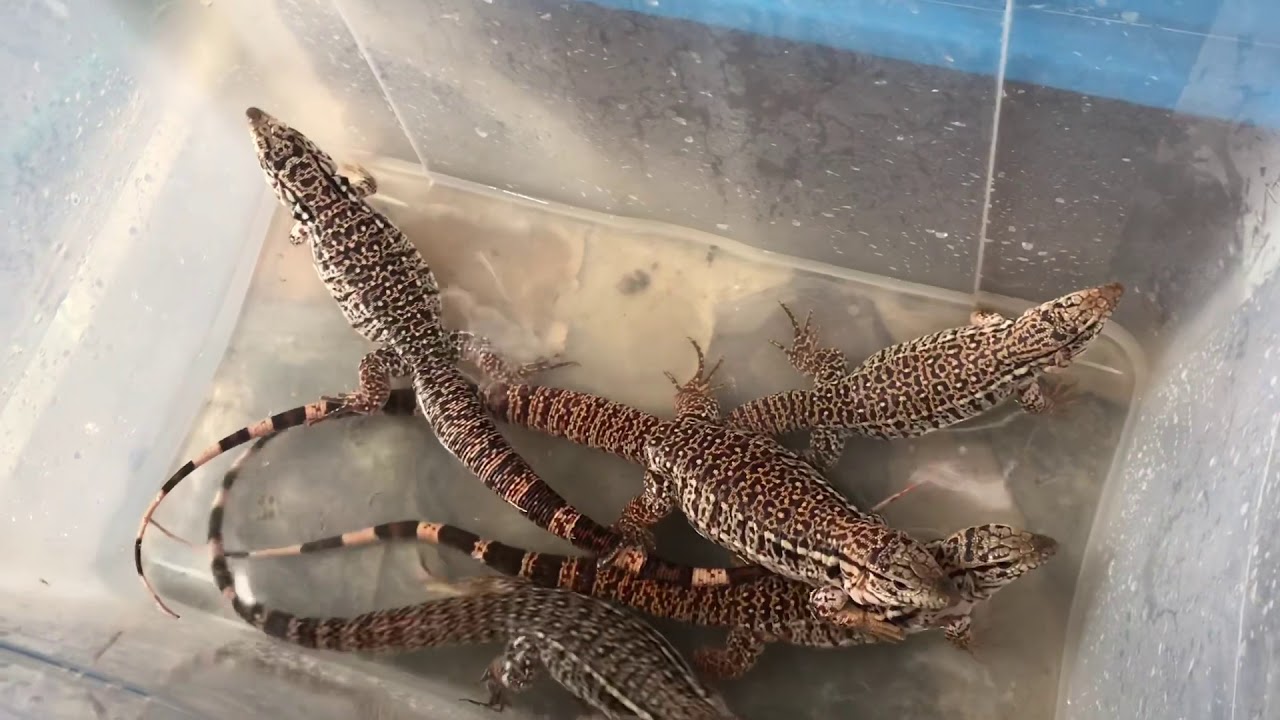 For sale: HIGH WHITE red female tegu babies (5 weeks old) - YouTube