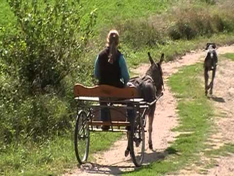 donkey cart ride
