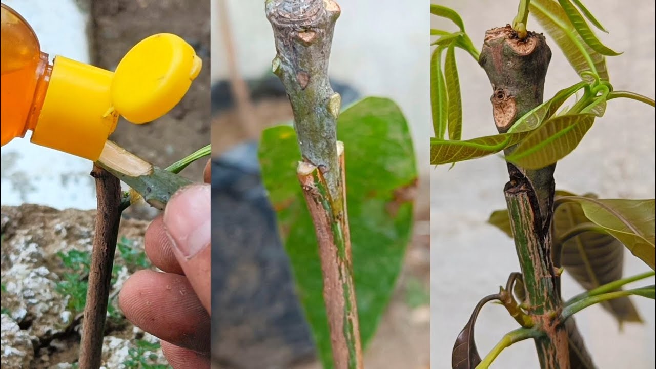 Mango Grafting Easy Technique For Beginners | Best Hormone - YouTube