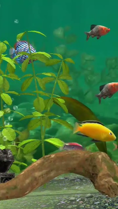 fish farm 3 demo aquarium shorts video part 2 relaxing aquarium scene # ...