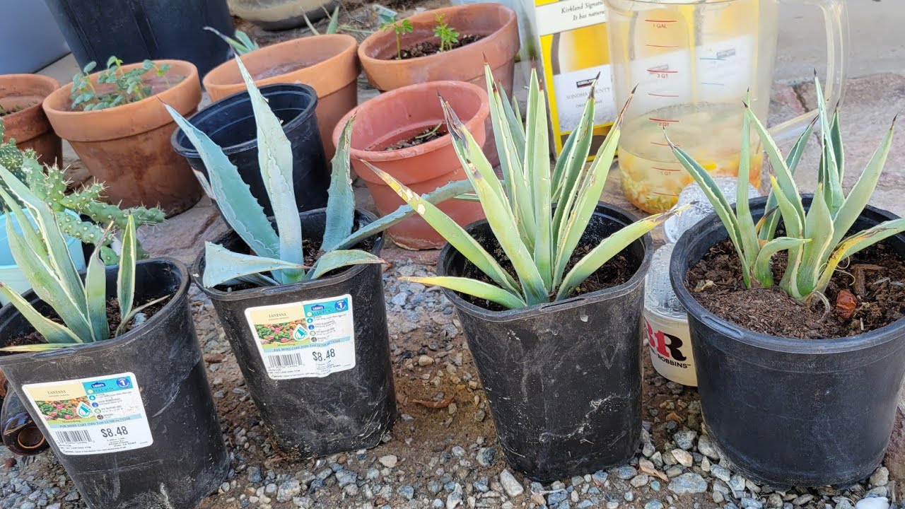Tips in Potting Agave Pups Plant - YouTube