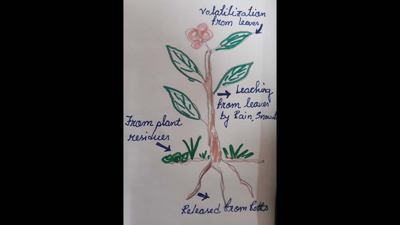 Allelochemicals and Insect-plant Interaction - YouTube