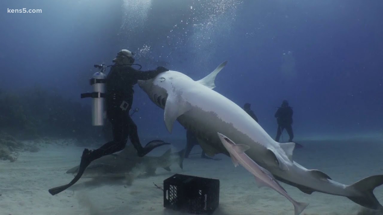 WATCH: South Texas man tames tiger sharks - YouTube