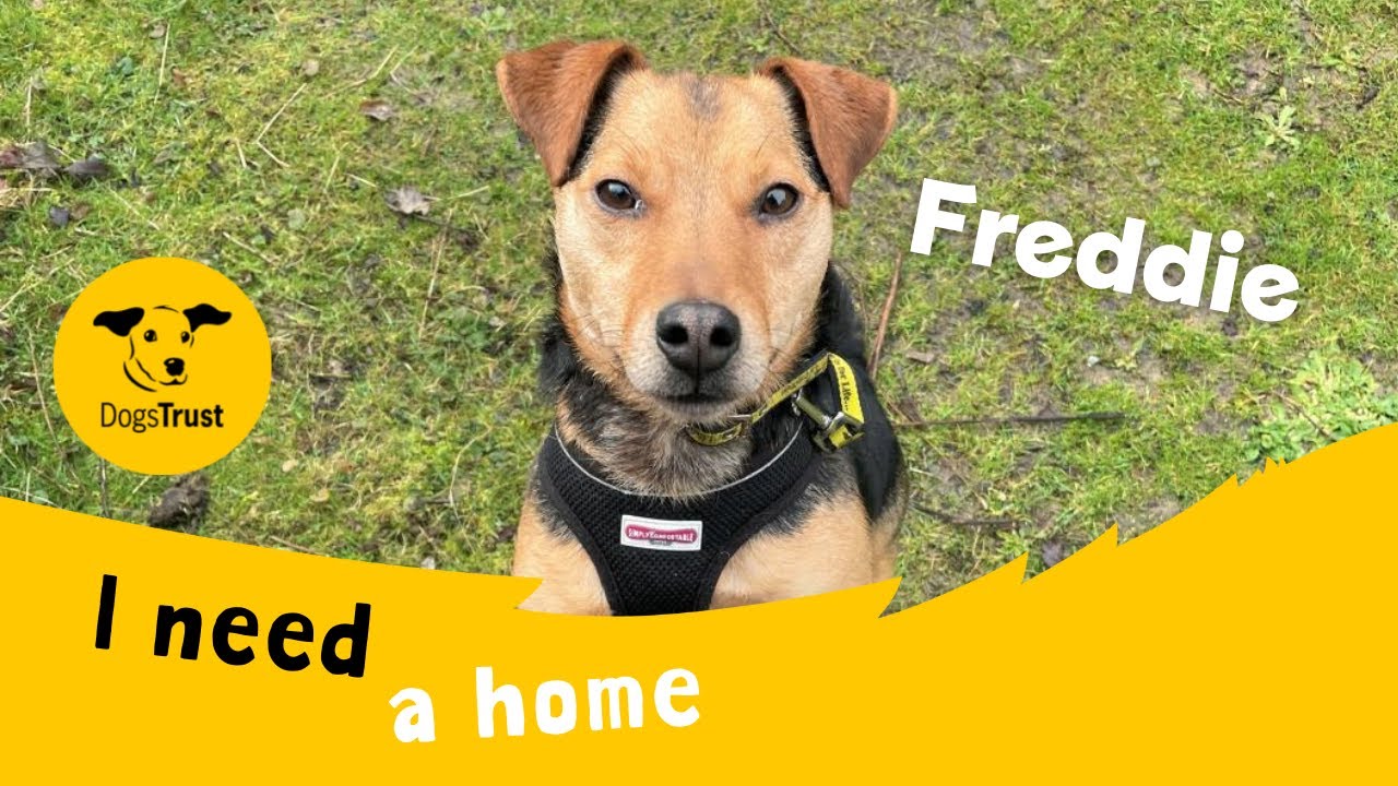What Dogs Trust Do