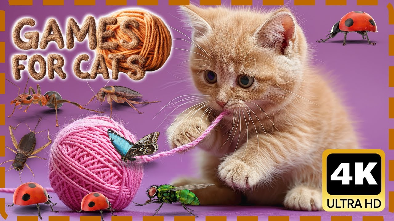 Cat Game | Fun Cat Chasing Videos Watch Cats Jump Chase And Play With ...