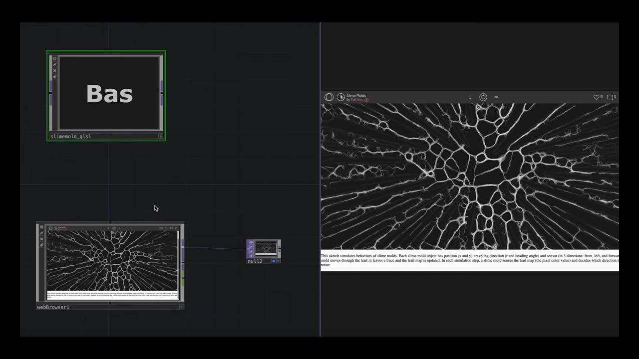 Slimemold (Physarum) GLSL simulation in TouchDesigner - YouTube