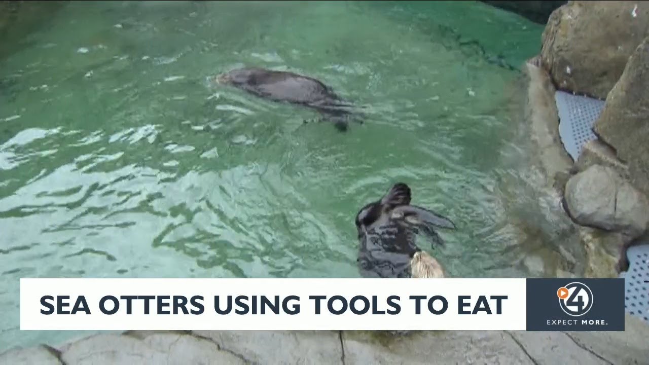 Sea otters using tools to eat - YouTube