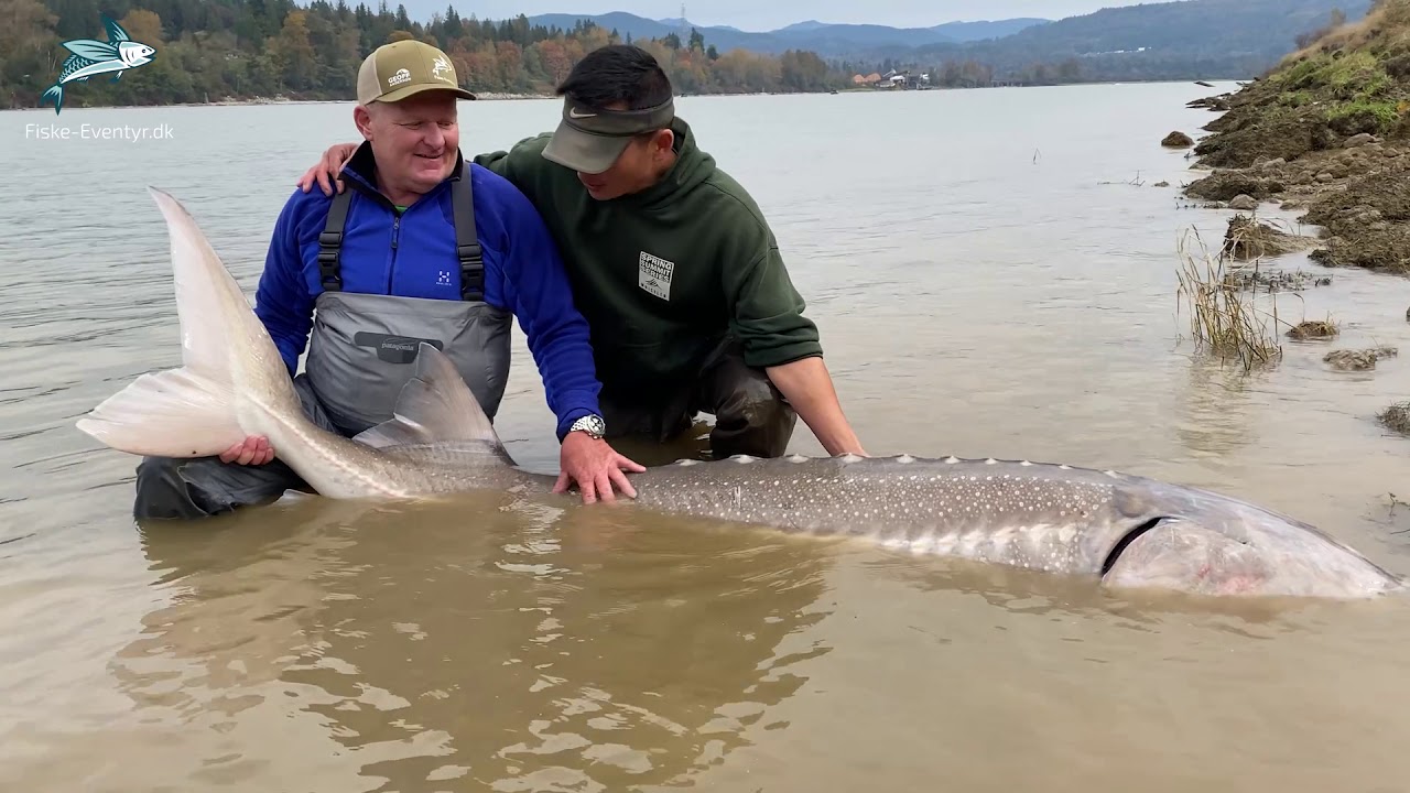 Fiskerejser efter hvid monster Stør - YouTube
