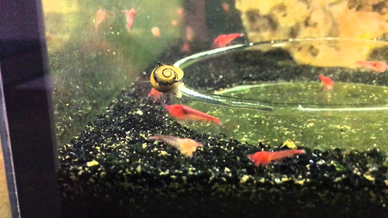 One of of my Zebra thorn (Clithon Diadema) snails in the Opaeula tank ...