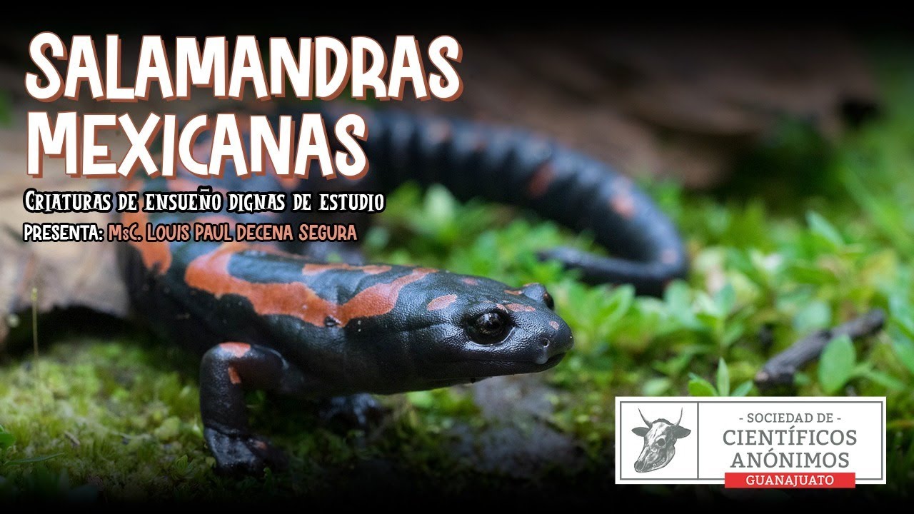 Salamandras Mexicanas: Criaturas de ensueño dignas de estudio - YouTube