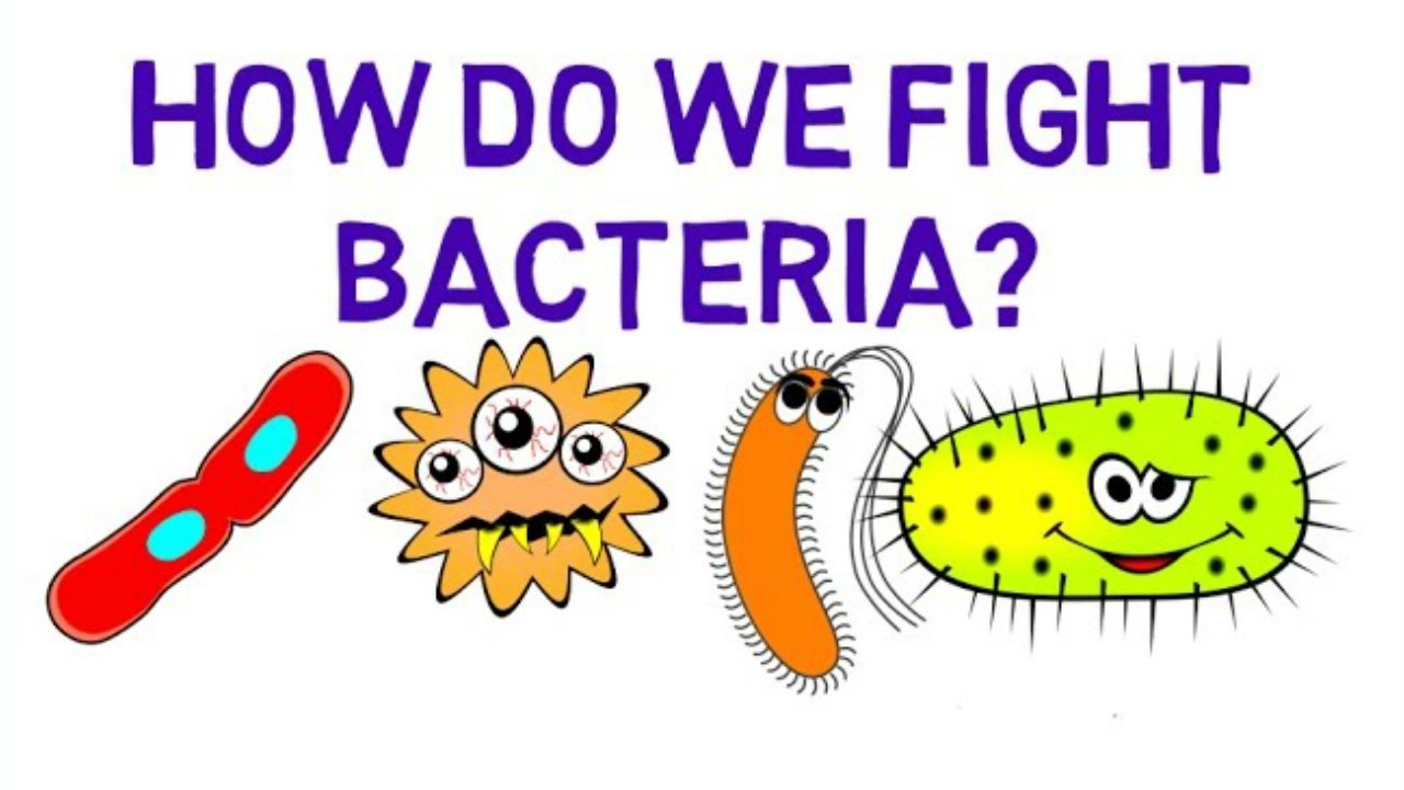 How do we fight Bacteria ??? - YouTube