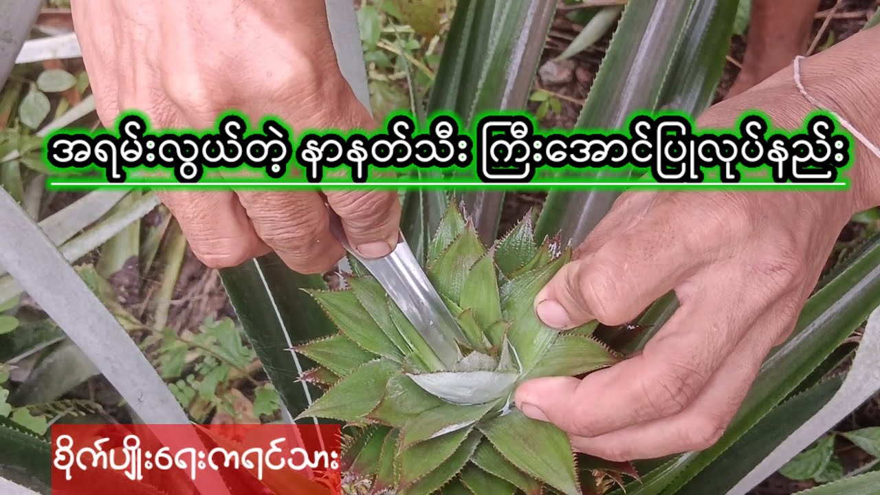 အရမ်းလွယ်တဲ့နာနတ်သီးကြီးအောင်ပြုလုပ်နည်း စိုက်ပျိုးရေးကရင်သား Youtube