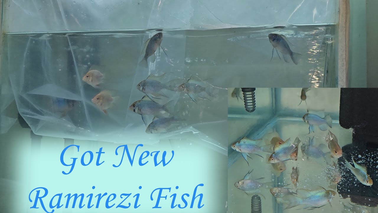 Introducing New Ramirezi Fish To My Aquarium | Electric Blue Ramirezi ...