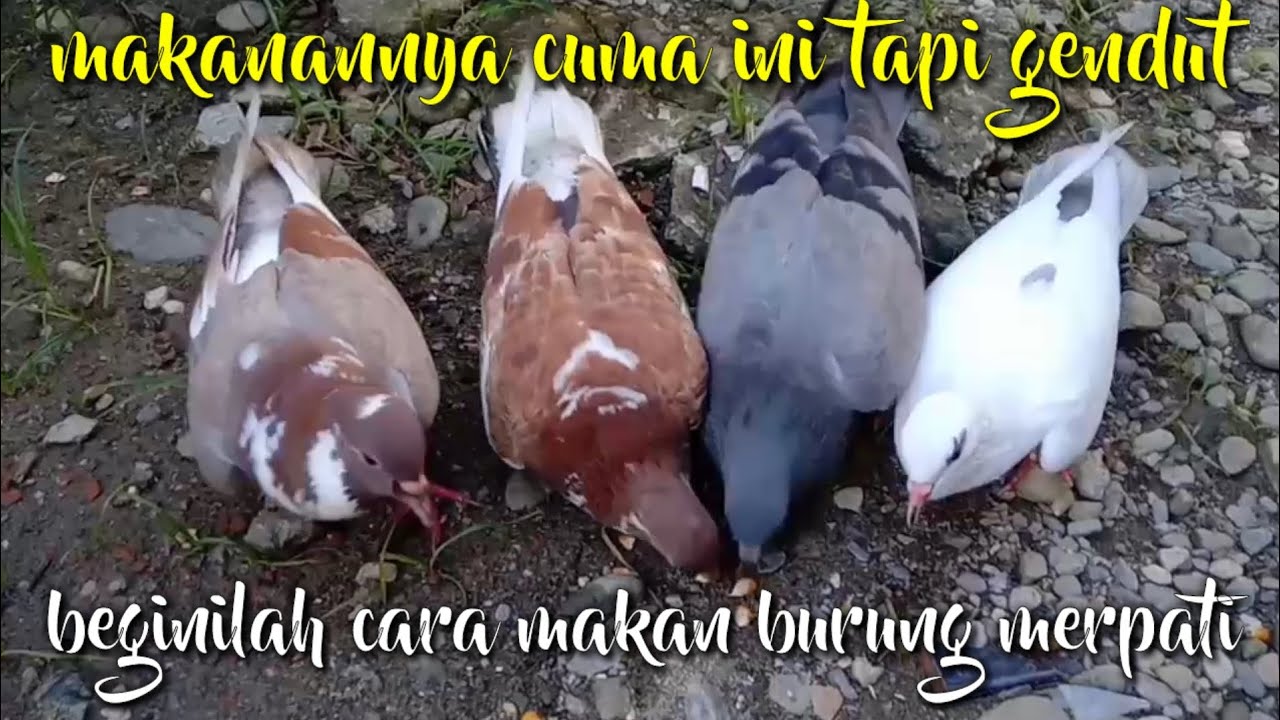 BEGINI CARA BURUNG MERPATI KALAU MAKAN PASTI CEPAT GENDUT - YouTube