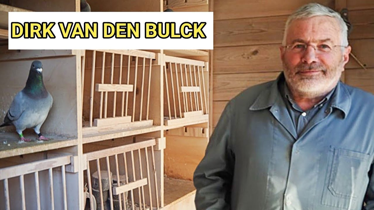 Dirk Van Den Bulck Racing Pigeons: Presentation of Some of His Best ...