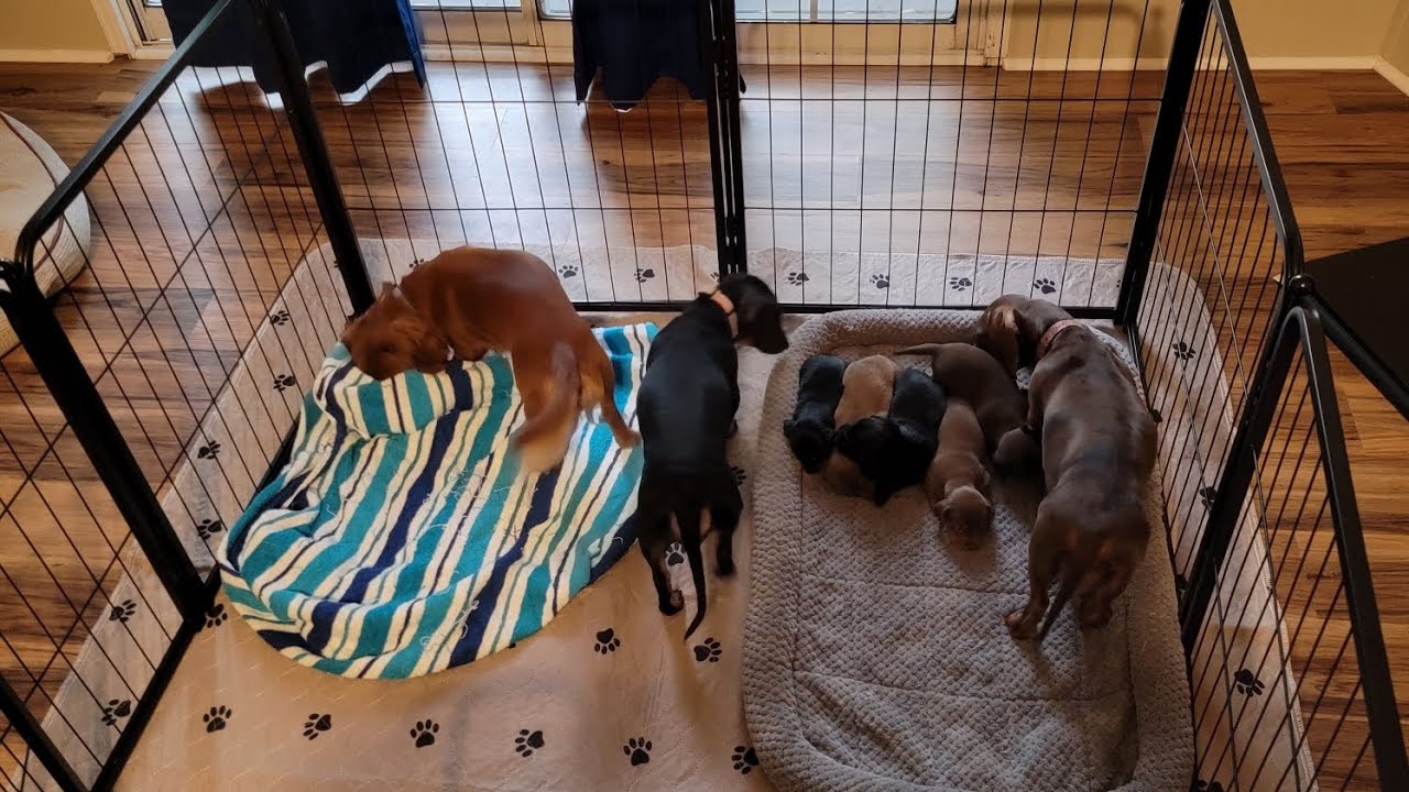 Starting Puppies on Puppy Mash - YouTube