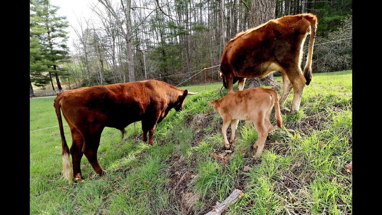 Unbelievable ~ Cows turn this into Milk - YouTube