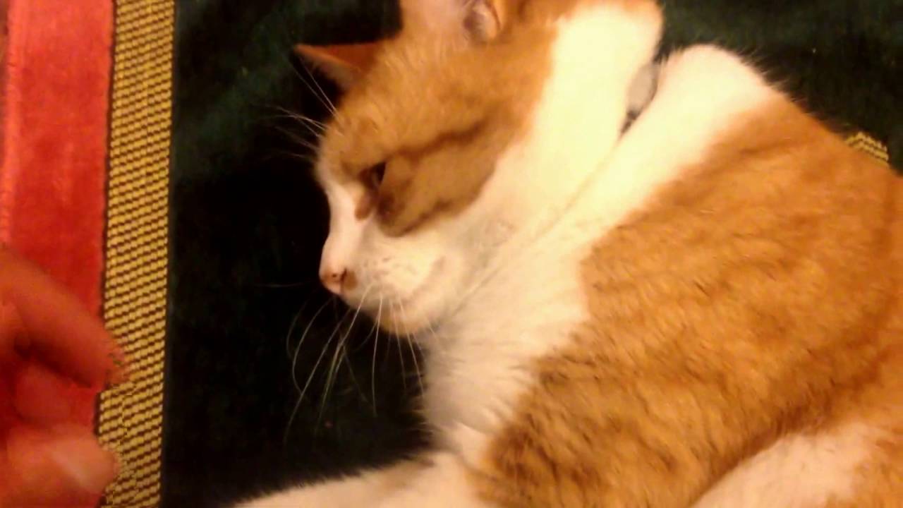 Cat Extremely Angry - Cutting Nails - YouTube