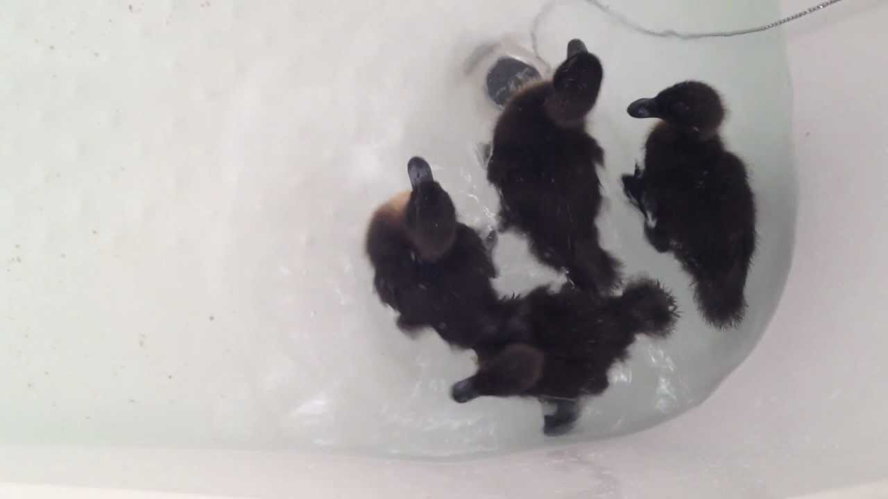 4 baby cayuga ducks first bath 1 week old - YouTube