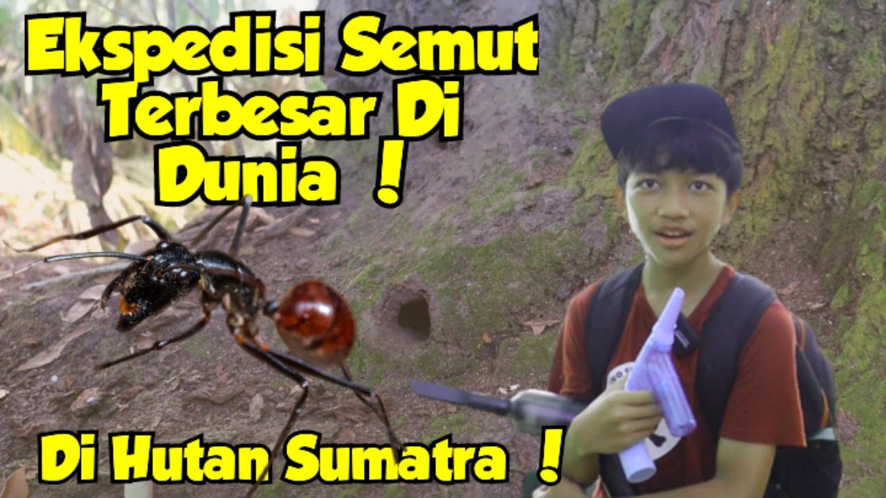 SEMUT TERBESAR DI DUNIA HABITAT DI HUTAN SUMATRA !! || DINOMYRMEX GIGAS ...