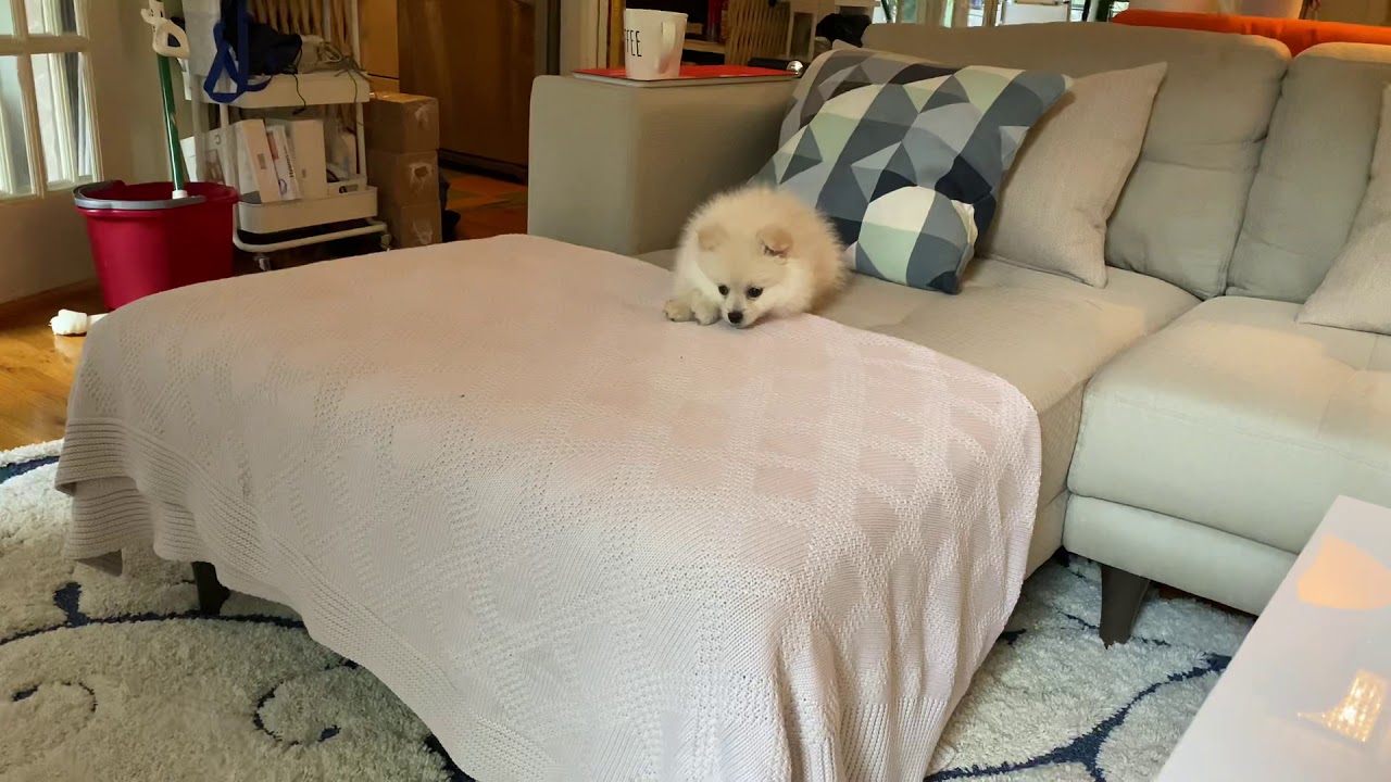 Poro first time jump down from the couch! Wow! - YouTube
