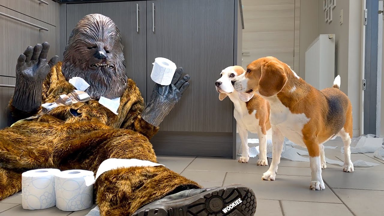 Funny Dogs vs Star Wars Chewbacca PRANK ! Dogs Louie & Marie - YouTube