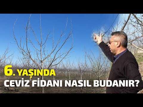 6. Yaşında Ceviz Fidanı Nasıl Budanır? #Azerbaycan