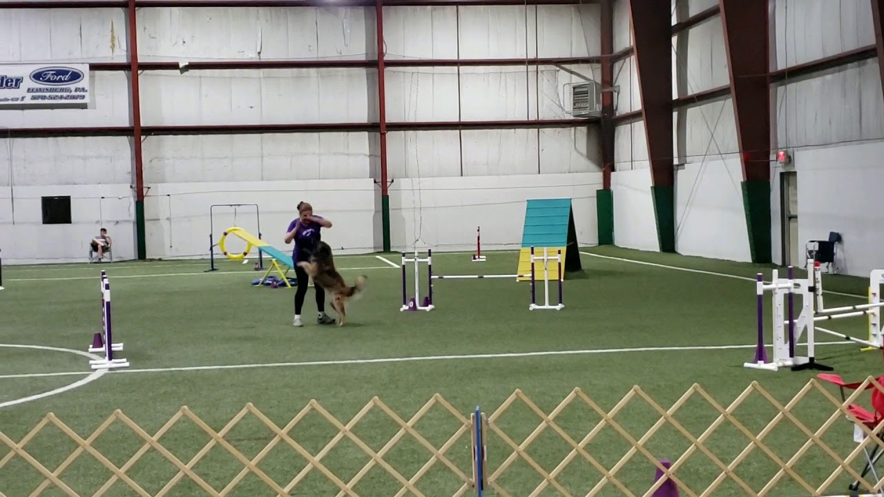 Williamsport dog training club agility trial - YouTube