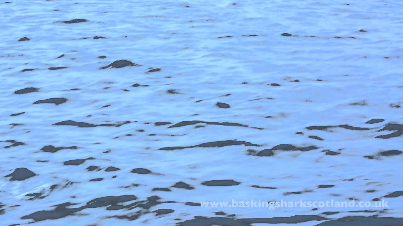 Bottlenose Dolphins at the Isle of Coll - YouTube