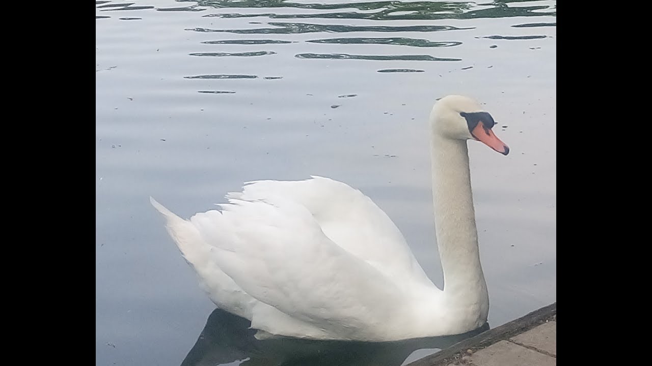 Aggressiver Schwan greift an !!! - YouTube