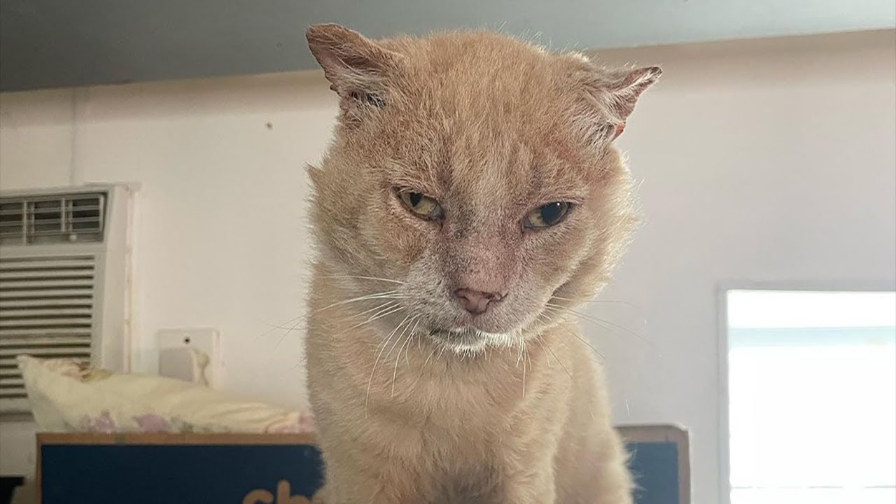 Meet Dennis, The Cute FIV Cat Who Is Searching For His Forever Home ...