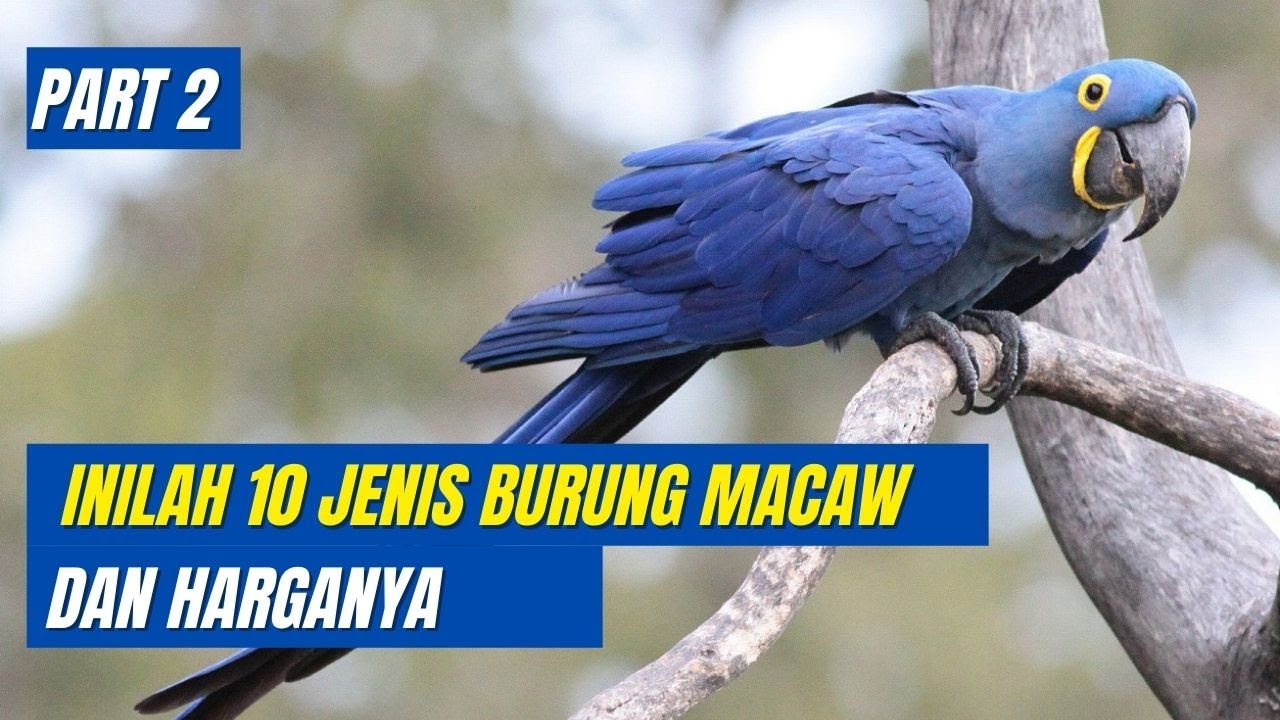 INILAH 10 JENIS BURUNG MACAW DAN HARGANYA | Part 2 - YouTube