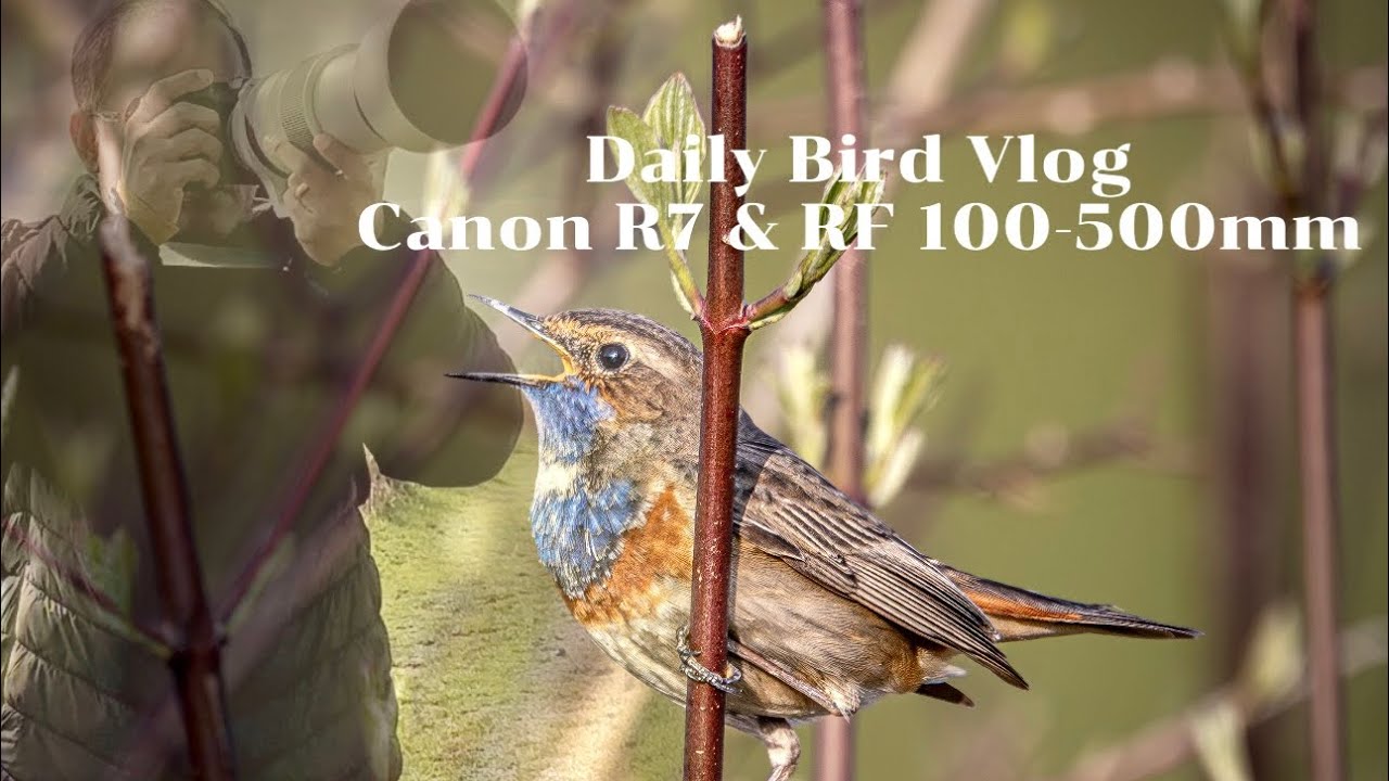 The Bird photography Vlog | Blue throat bird & Canon Eos R7 Camera ...
