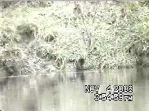 muskrat attacks a mink - YouTube