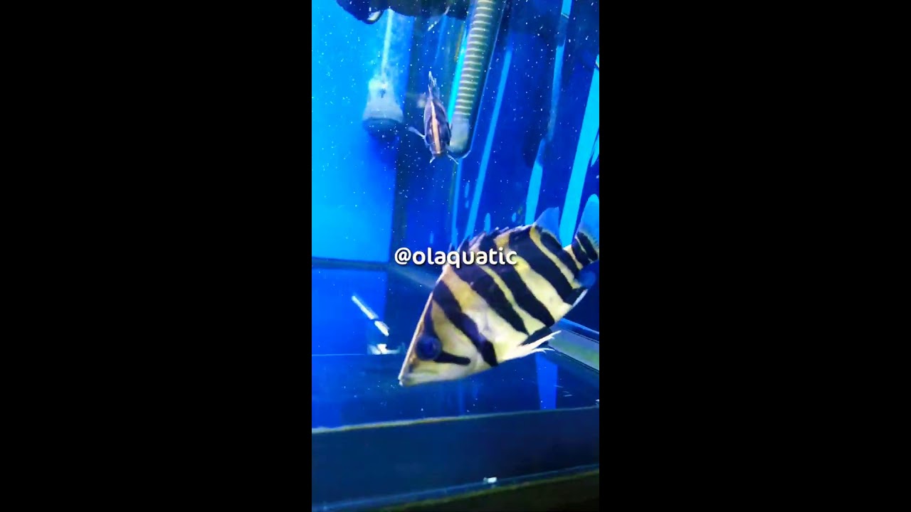 IKAN DATZ TIGER FISH BORNEO 3 BAR CERAH 9-10CM - YouTube