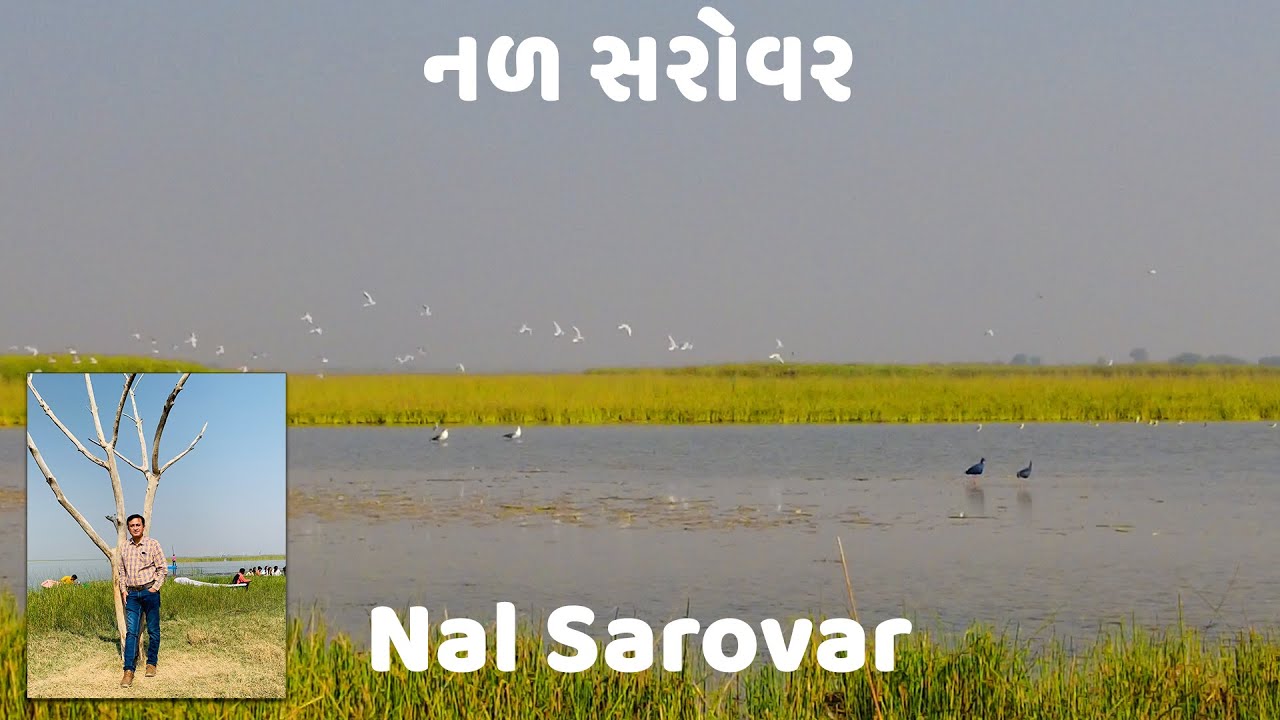 નળ સરોવર I Nal Sarovar Bird Sanctuary I नल सरोवर I Ahmedabad I Gujarat ...