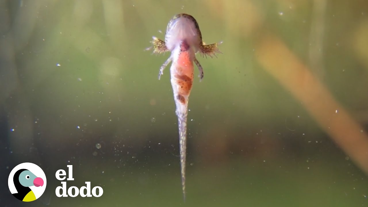 El increíble ciclo de vida de una salamandra | El Dodo - YouTube