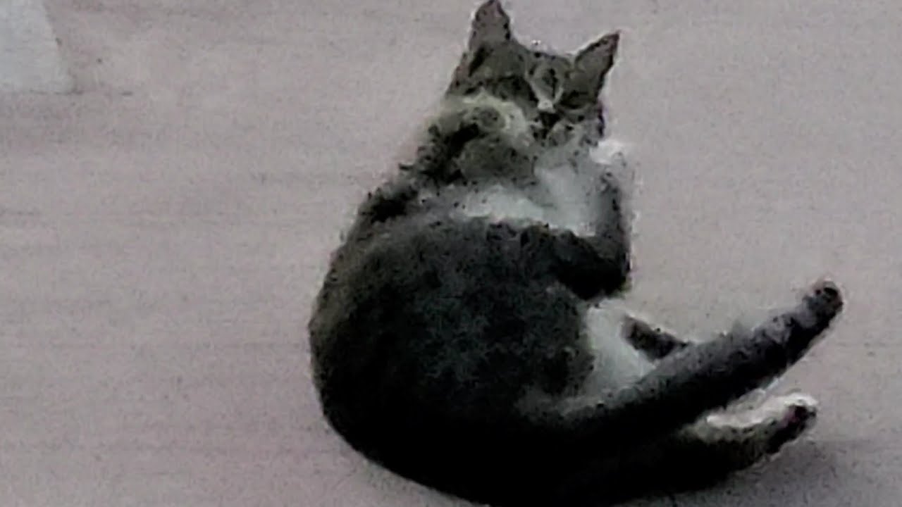 길고양이는 다 이렇다 Happy stray cat. Thanks for 504 friends. - YouTube