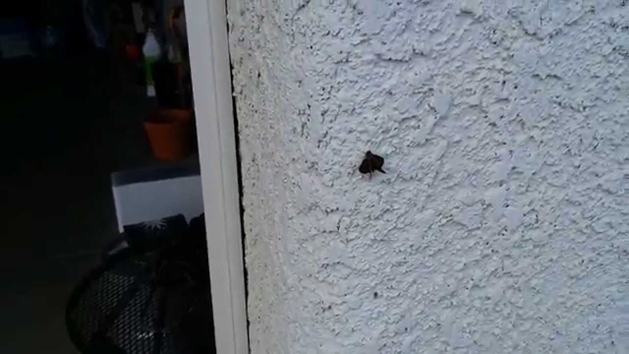 Stealth jet insect - YouTube