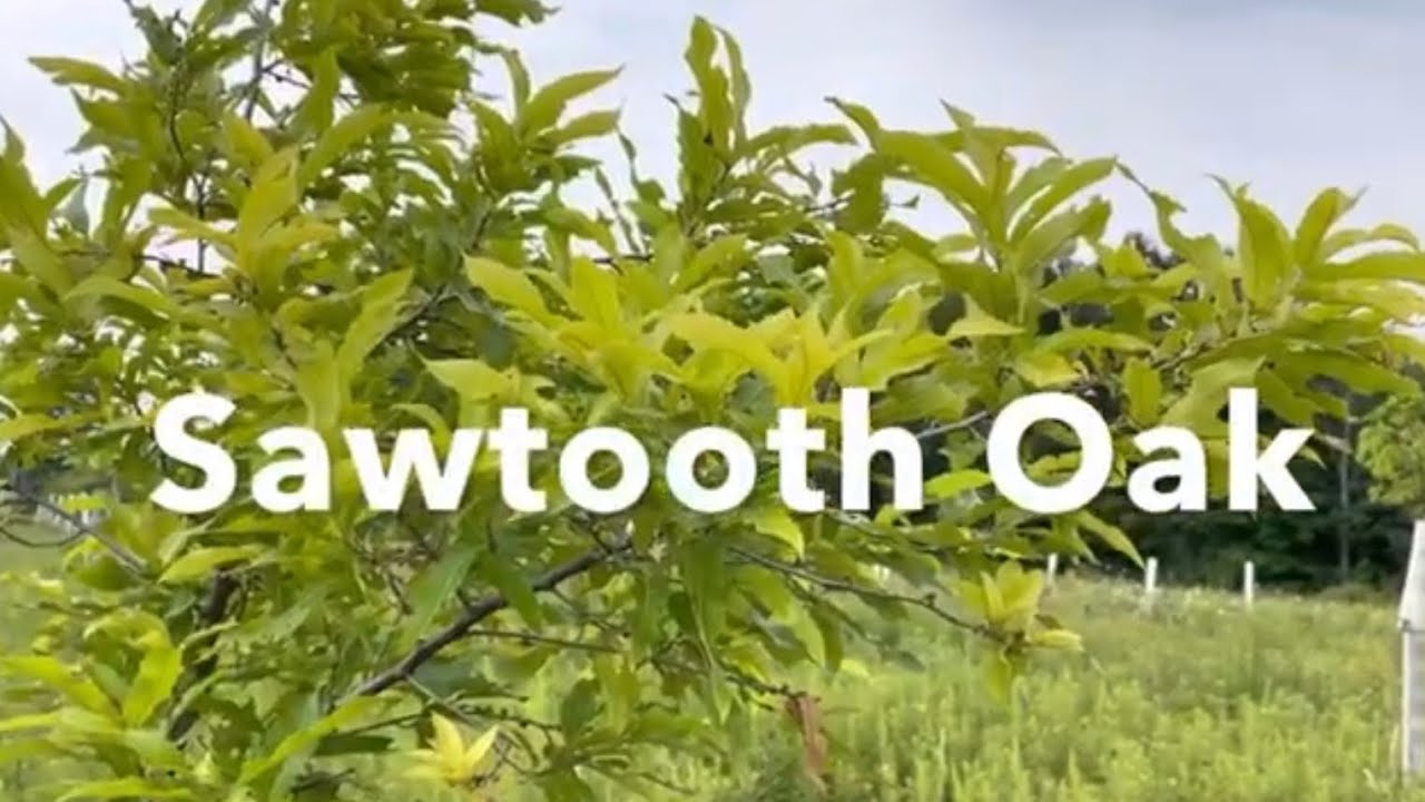 Sawtooth Oak Update 2021 - YouTube