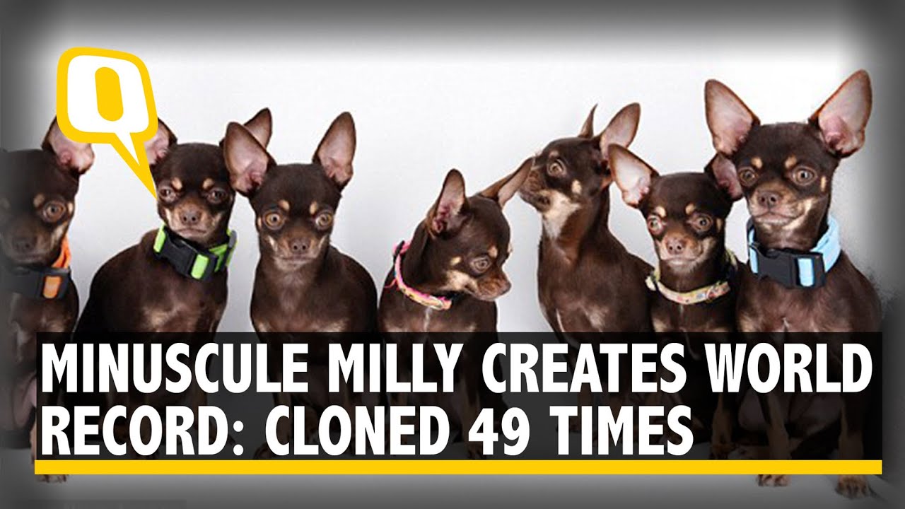 Meet Milly, World’s Tiniest Dog Which Has Been Cloned 49 Times | The ...