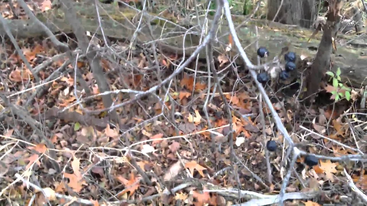 Buckthorn Removal Tips & Tricks #6 - YouTube