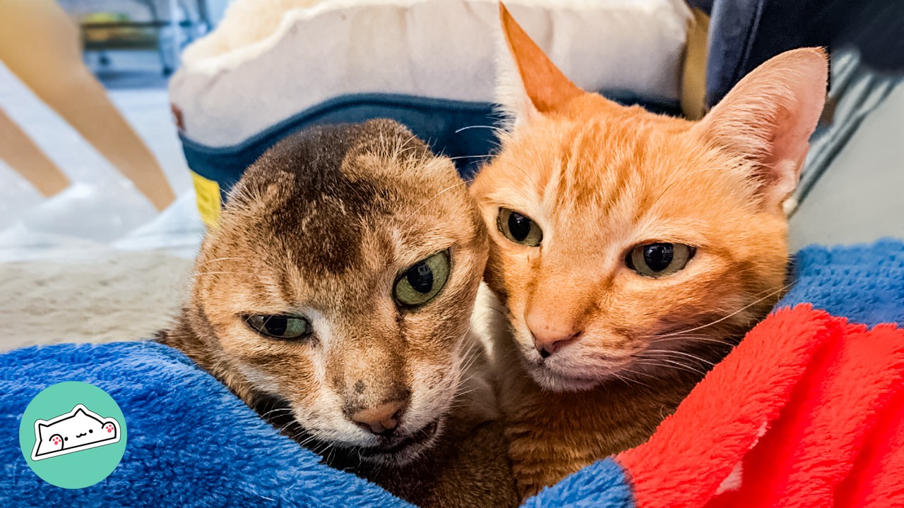 Man Wanted To Get Just One Cat, But Ended Up With Two! | Cuddle Buddies ...