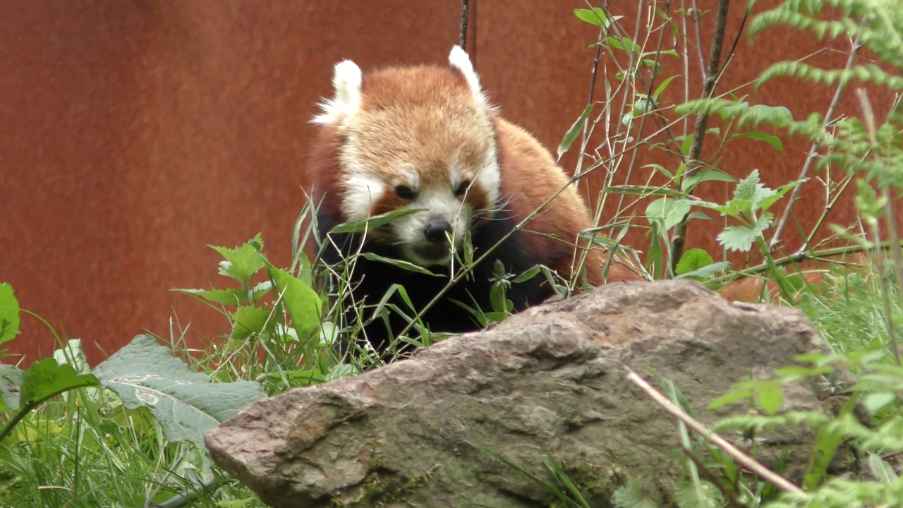 Rode panda op de grond Safaripark Beekse Bergen - YouTube